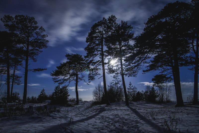 Forest at Night with Moonlight Stock Photo - Image of landscape ...