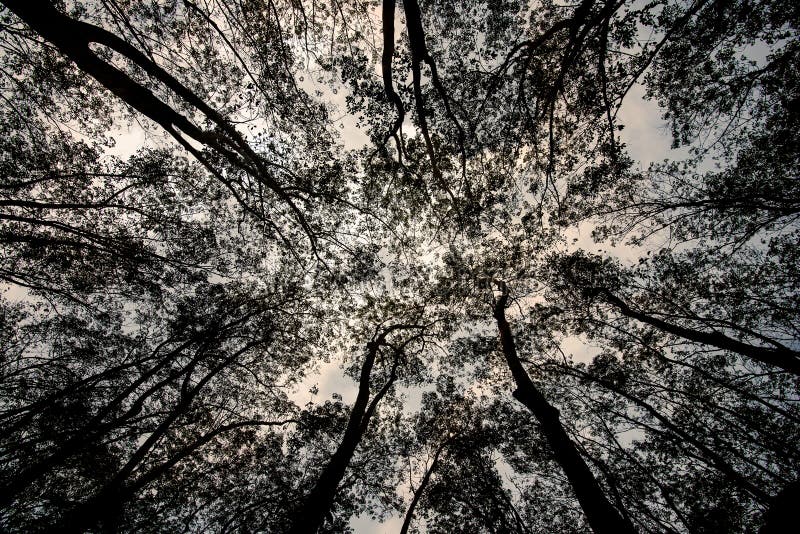 Bottom View Night Fire Trees Stock Photos - Free & Royalty-Free Stock ...