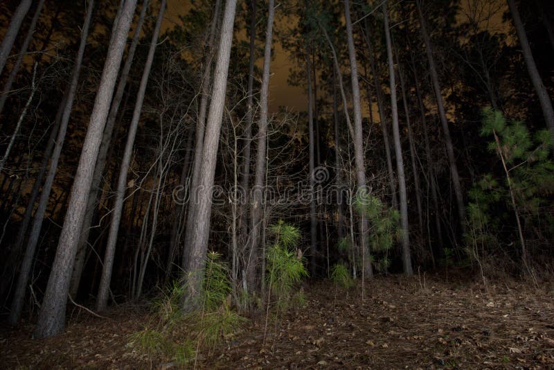 Forest at Night stock image. Image of light, dark, outdoor - 30337889