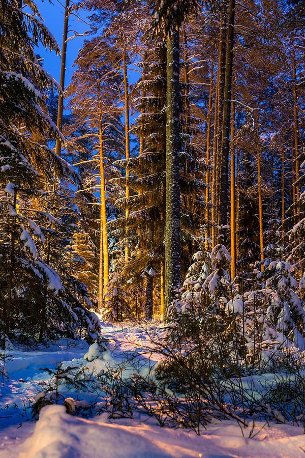 In the Forest at Night in the Winter. Stock Image - Image of leuconeura ...