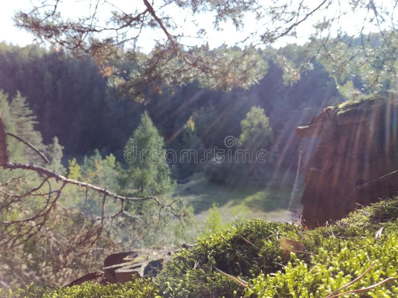 Forest in noon sunshine stock image. Image of twig, czech - 88656747