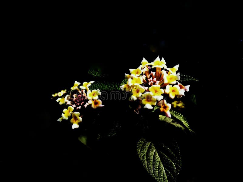 Forest normal plant flower stock photo. Image of normal - 138326942