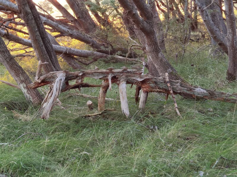 In the Forest in Northern Germany Stock Image - Image of flower, plant ...