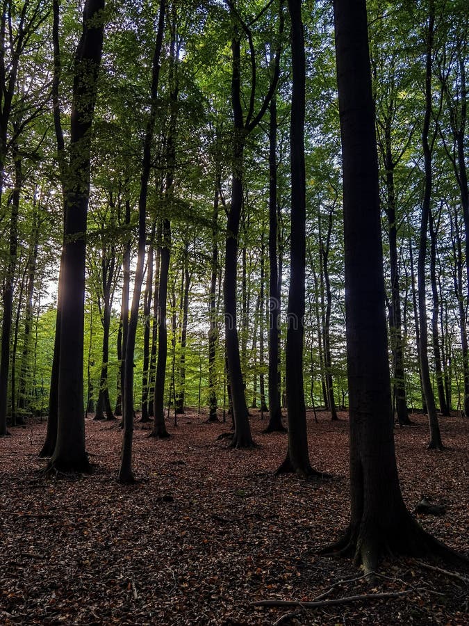 In the Forest in Northern Germany Stock Image - Image of sunlight ...