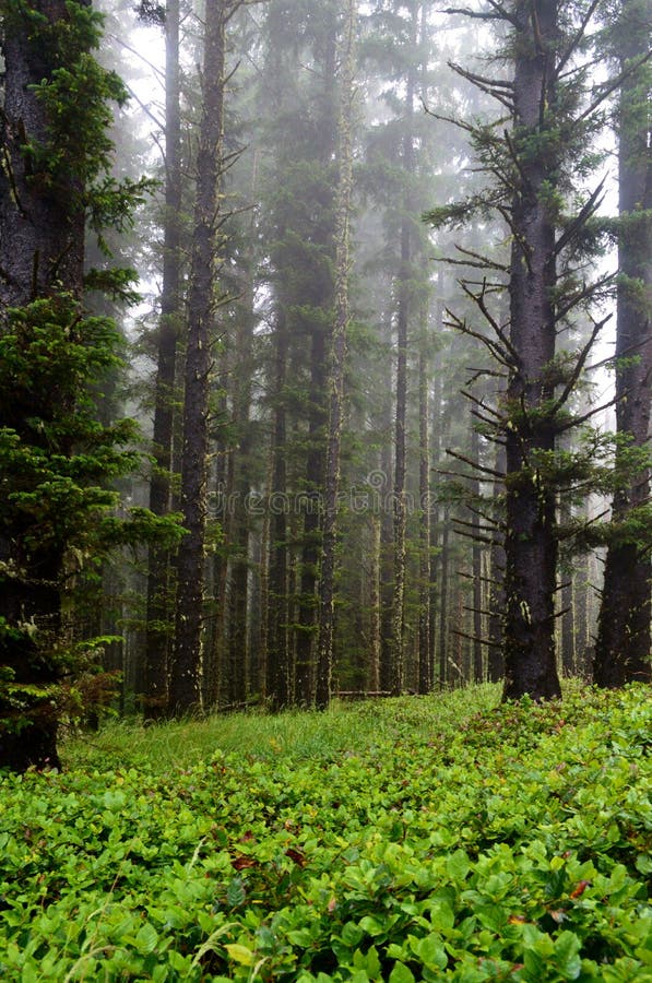 Forest in Northern Oregon Coast Stock Image - Image of refuge, shore ...