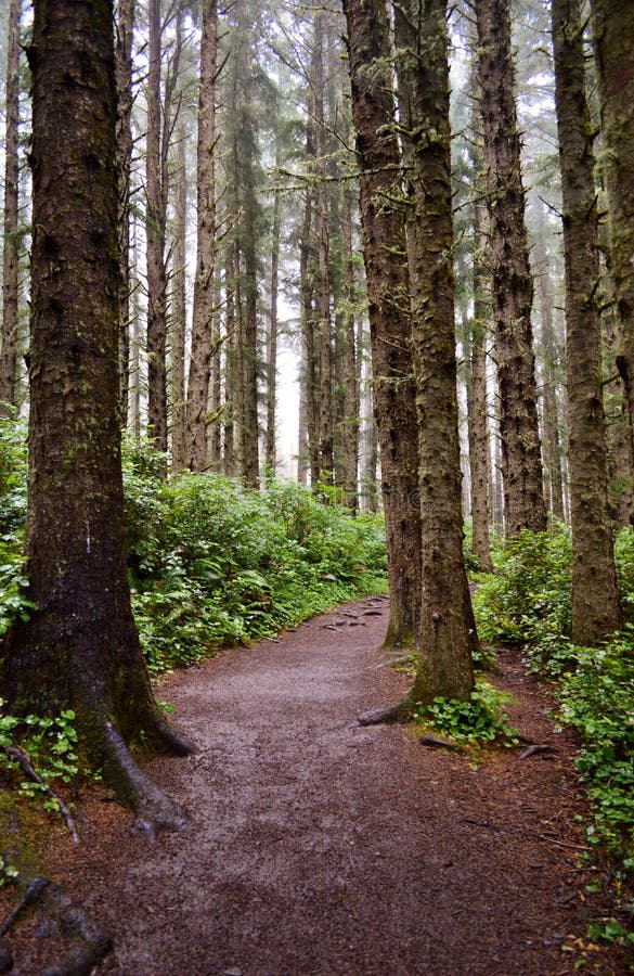 Forest in Northern Oregon Coast Stock Image - Image of resting, coast ...