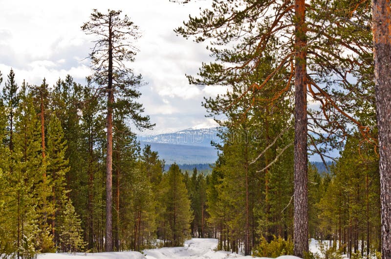 Forest. Northern Ural stock photo. Image of ural, pine - 91046926