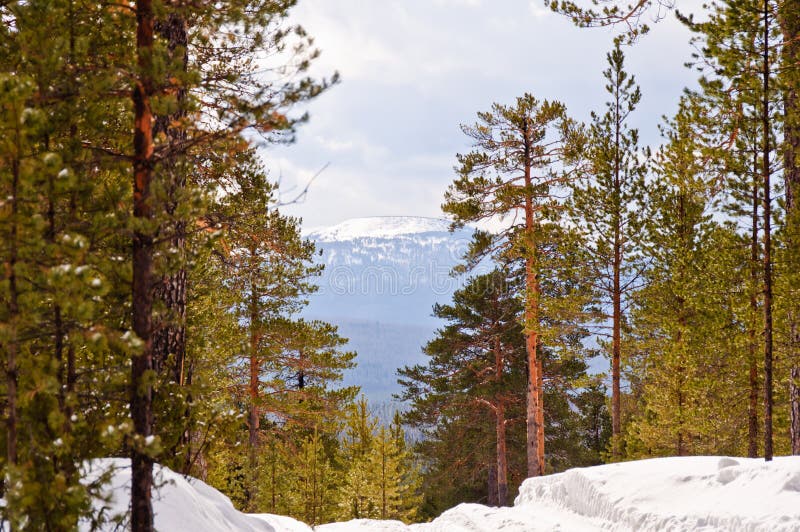 Forest. Northern Ural stock photo. Image of tree, conifer - 91047132