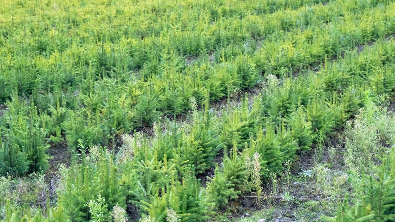 Forest Nursery for Growing Spruce Stock Image - Image of regrowth ...