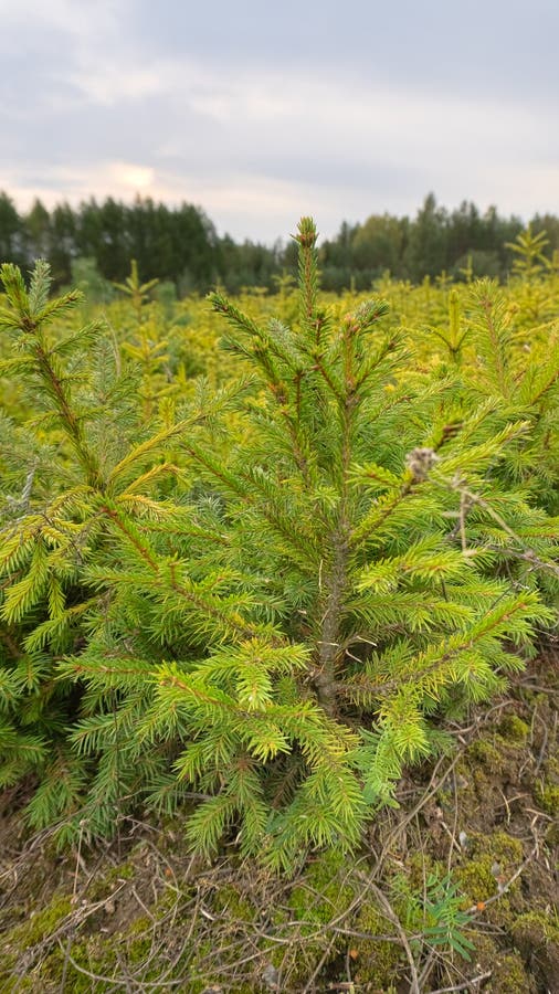 Forest Nursery for Growing Spruce Stock Image - Image of treenursery ...