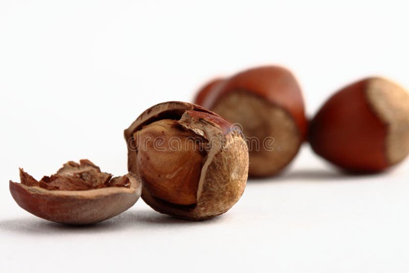 Forest nut stock photo. Image of close, isolated, brown - 16637916