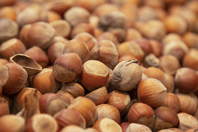 Forest Nut Background. Full and Half of Hazelnuts on White Background ...