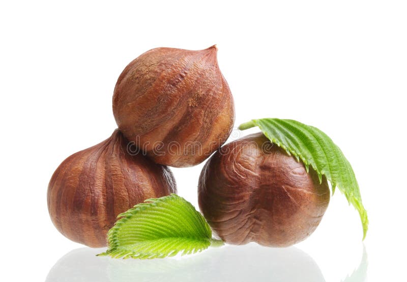Forest nuts hazelnuts stock image. Image of shot, view - 37599367