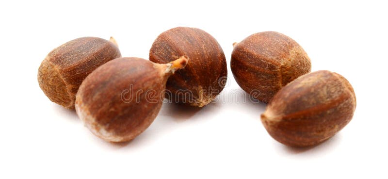 Forest Nuts Hazelnuts Isolated. Stock Photo - Image of ingredient ...