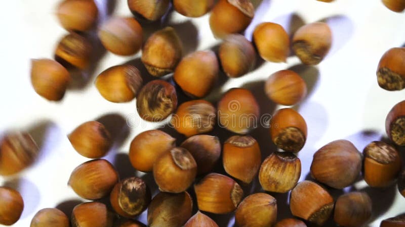 Forest Nuts, Hazelnuts Roll Down a Black Hard Surface Downwards Stock ...