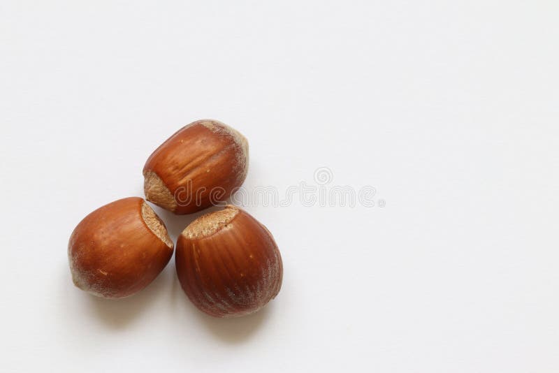 Forest nuts. stock image. Image of isolated, organic - 223813555