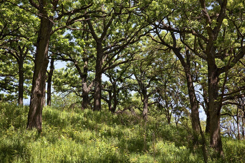Forest of Oak Trees in Spring Stock Image - Image of beauty, maple ...
