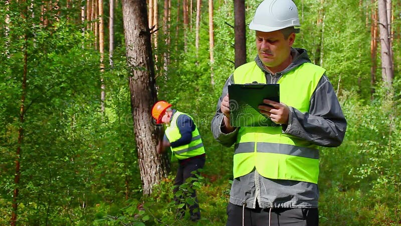 Forest Officer Checking The Stack Of Logs Stock Footage - Video of ...