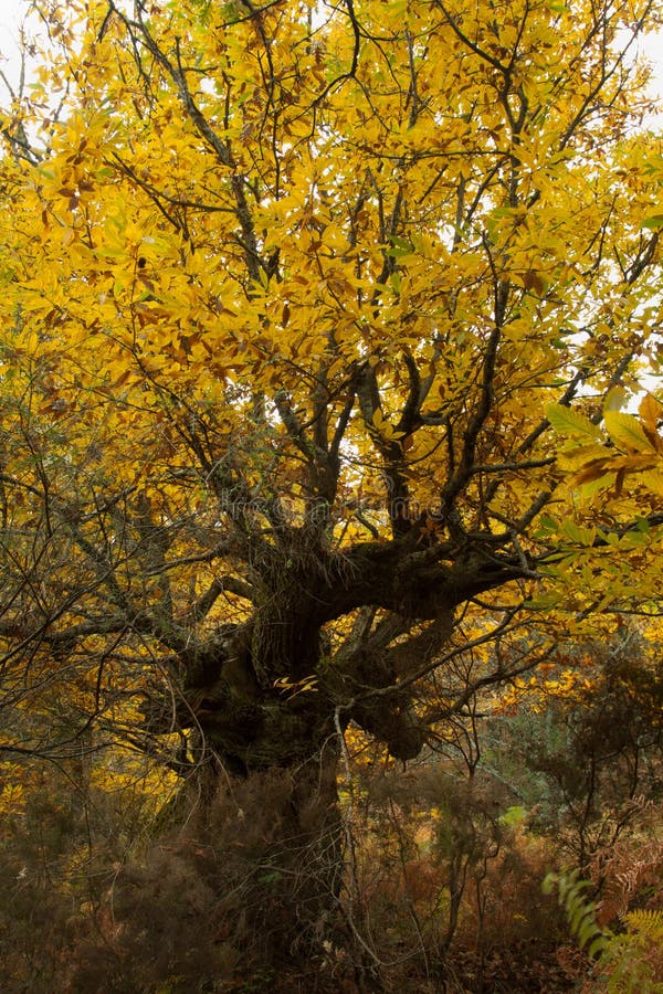 Forest of Old Chestnut Trees with Huge Trunks in the Autumn Light in ...