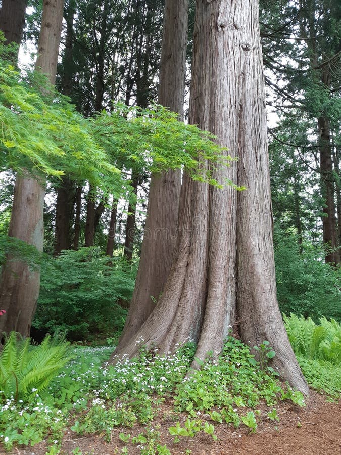 Forest with Old Growth Tree Stock Image - Image of growth, bark: 149407301