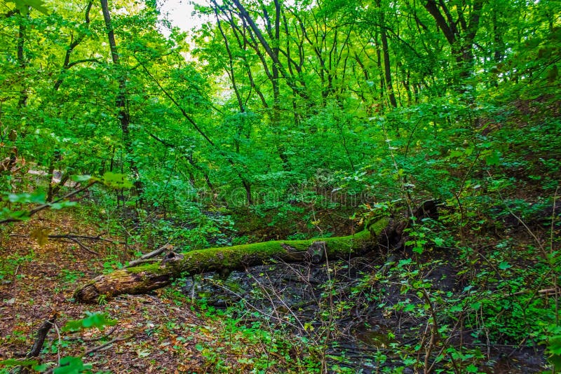 Forest and Old Log Over a Stream, Nature Background Stock Photo - Image ...