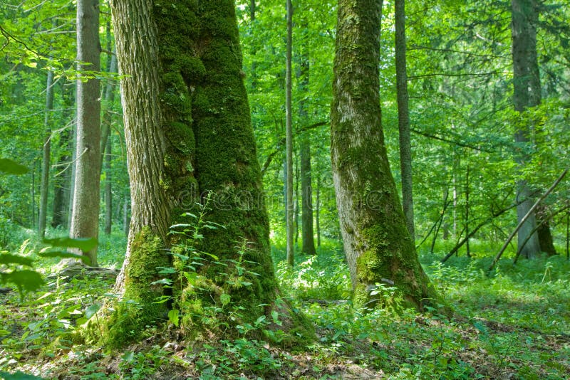 Forest with Old Maple Trees Stock Image - Image of decline, primeval ...