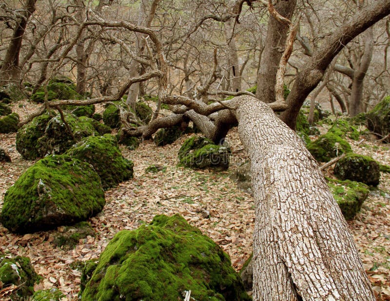 198 Kurdistan Forest Stock Photos - Free & Royalty-Free Stock Photos ...