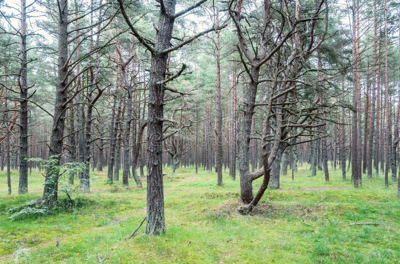 238 Old Scary Looking Tree Stock Photos - Free & Royalty-Free Stock ...