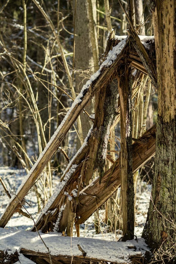 Forest with Old Tree Trunks and Green Vegetation in Winter Stock Image ...