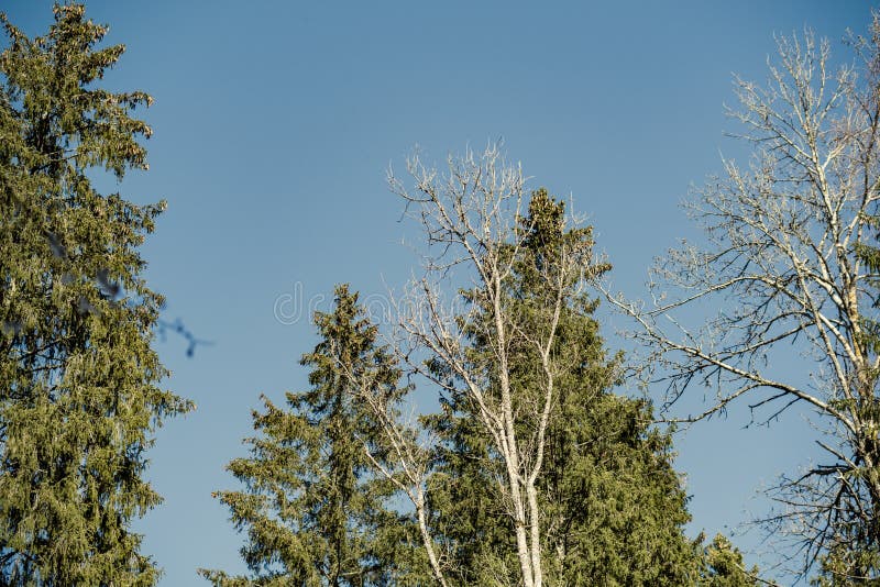 Forest with Old Tree Trunks and Green Vegetation in Winter Stock Photo ...