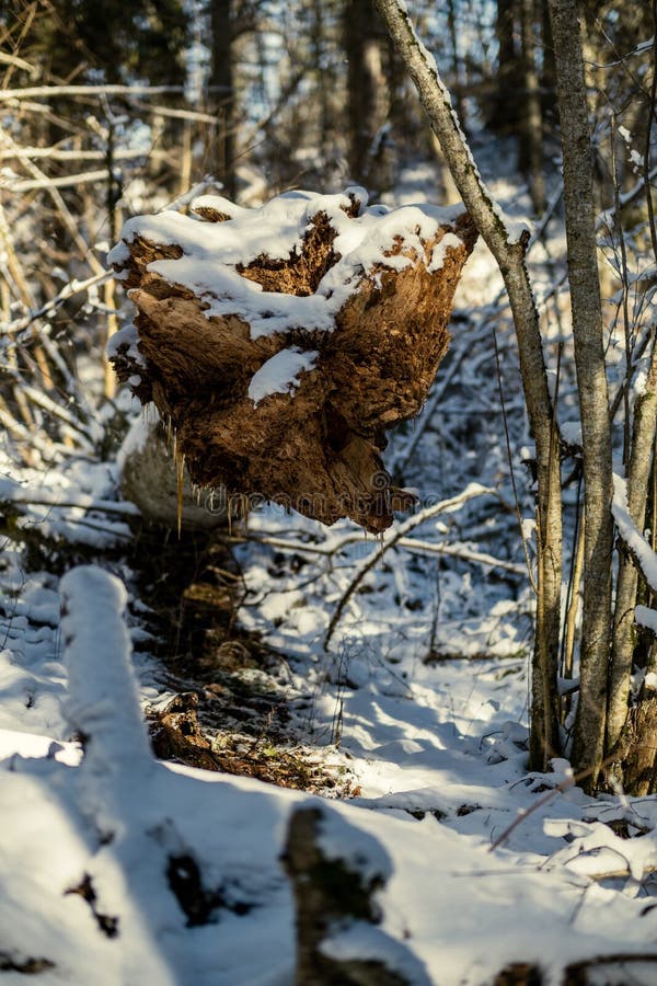 Forest with Old Tree Trunks and Green Vegetation in Winter Stock Image ...