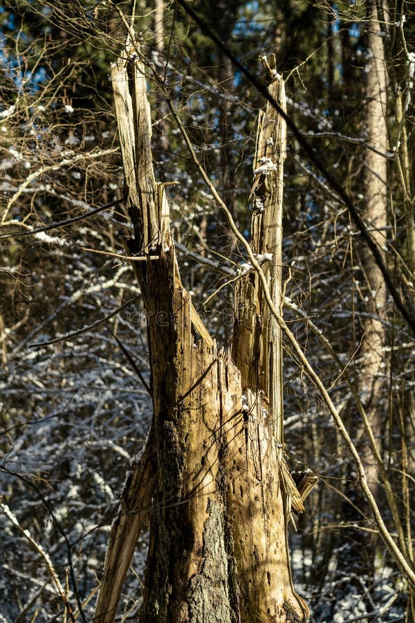 Forest with Old Tree Trunks and Green Vegetation in Winter Stock Image ...