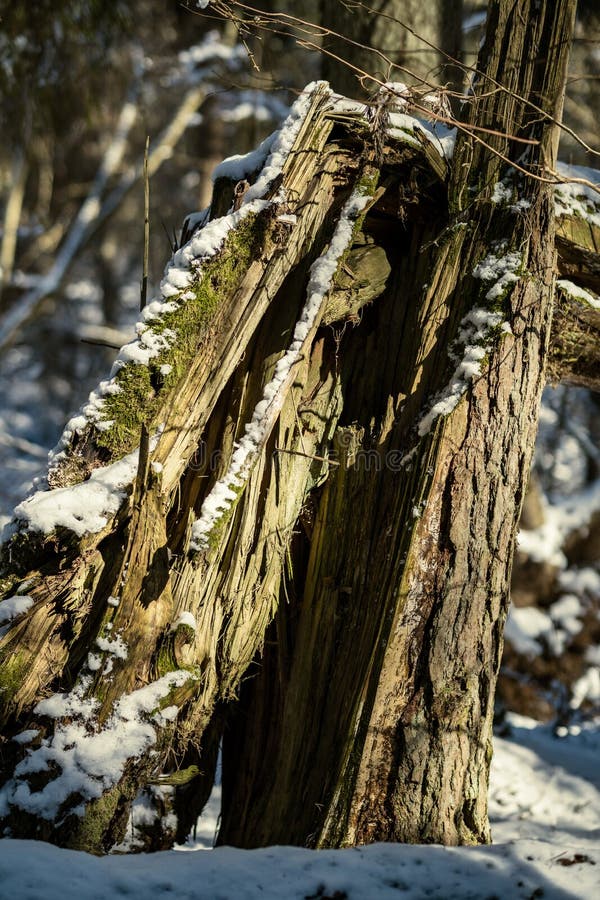 Forest with Old Tree Trunks and Green Vegetation in Winter Stock Image ...