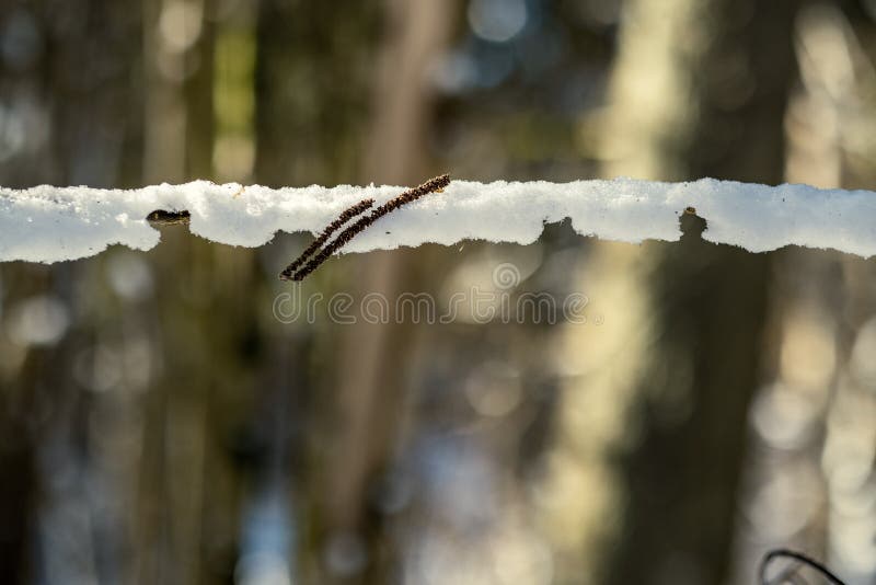 Forest with Old Tree Trunks and Green Vegetation in Winter Stock Photo ...