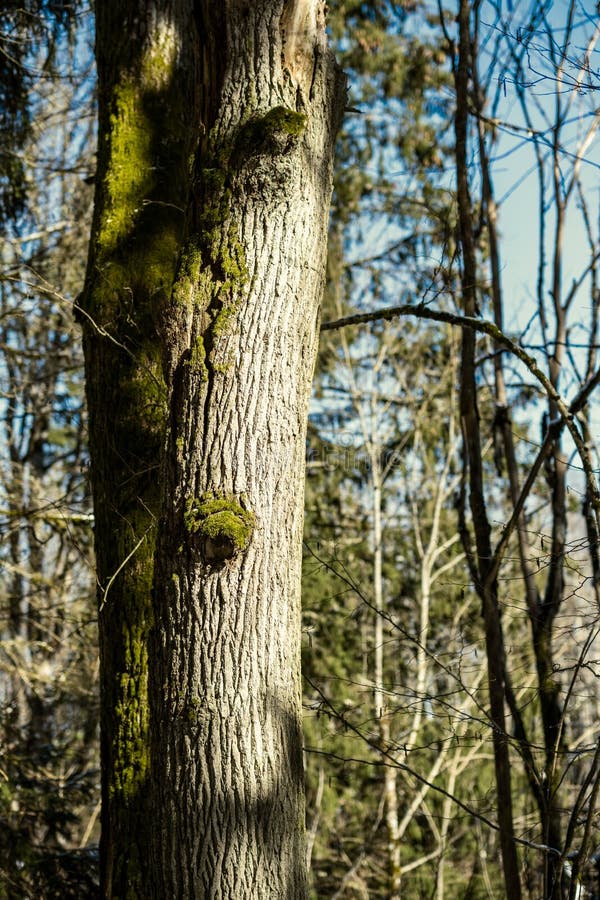 Forest with Old Tree Trunks and Green Vegetation in Winter Stock Photo ...