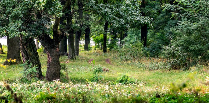 A Forest with Old Trees in Early Autumn. Landscape with Autumn Forest ...