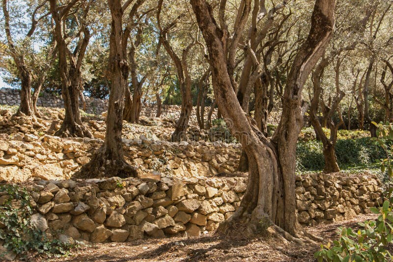 A Forest of Old Trees on Stone Terraces of Large Stones. Stock Image ...