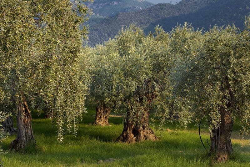 Forest of olive trees stock image. Image of color, shadow - 29576317
