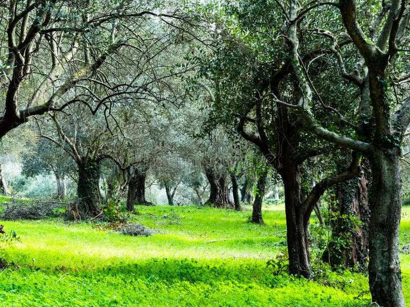 Forest of Olive Trees in Autumn, Old Branches Stock Photo - Image of ...