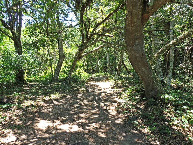 Forest with Open Trail in Sunny Day Stock Image - Image of hiking ...