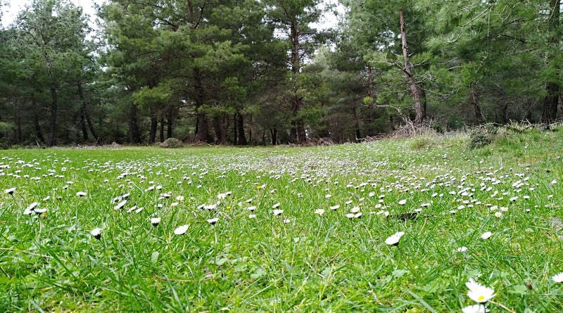 Forest-opening flowers stock photo. Image of chanuk - 112353254