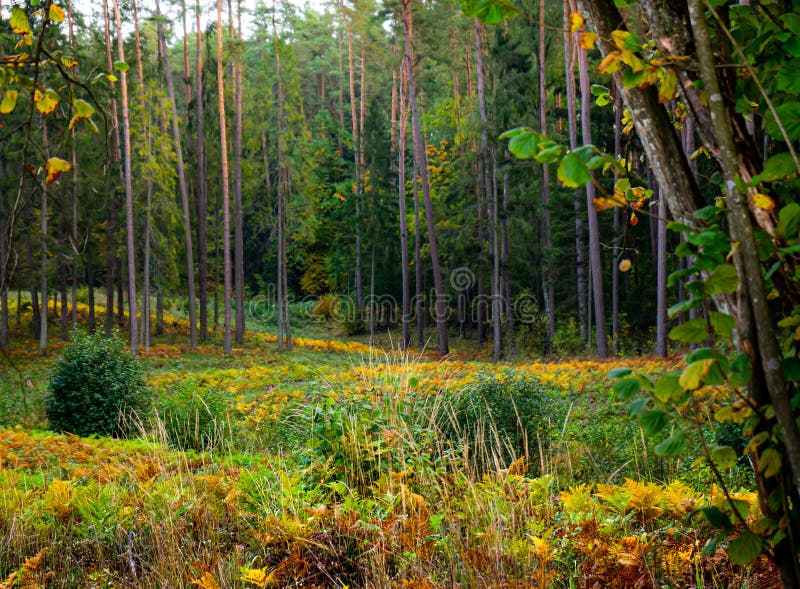 6,422 Forest Opening Stock Photos - Free & Royalty-Free Stock Photos ...