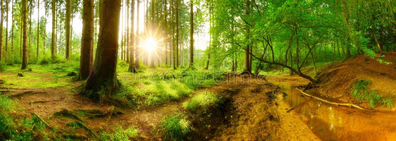 Forest opening stock image. Image of mystic, leaves - 185466817