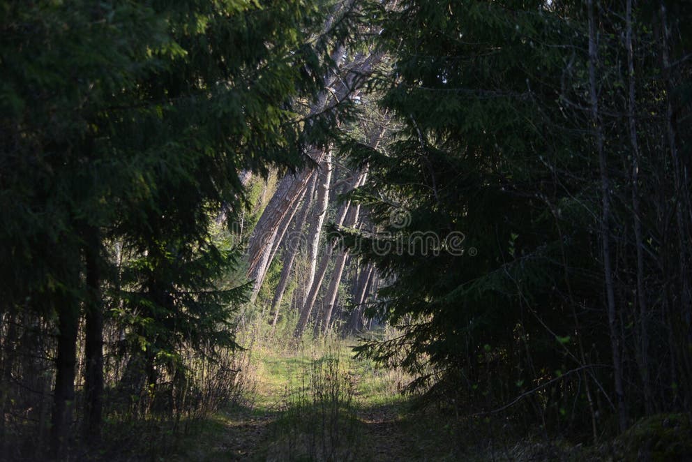 Forest opening stock image. Image of mystic, future - 168773401
