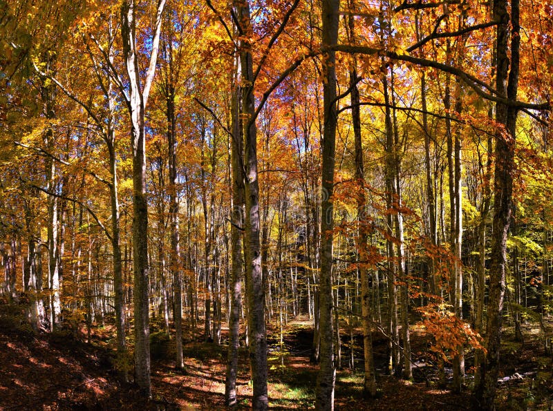 Forest with Orange Trees during the Autumn Stock Image - Image of ...