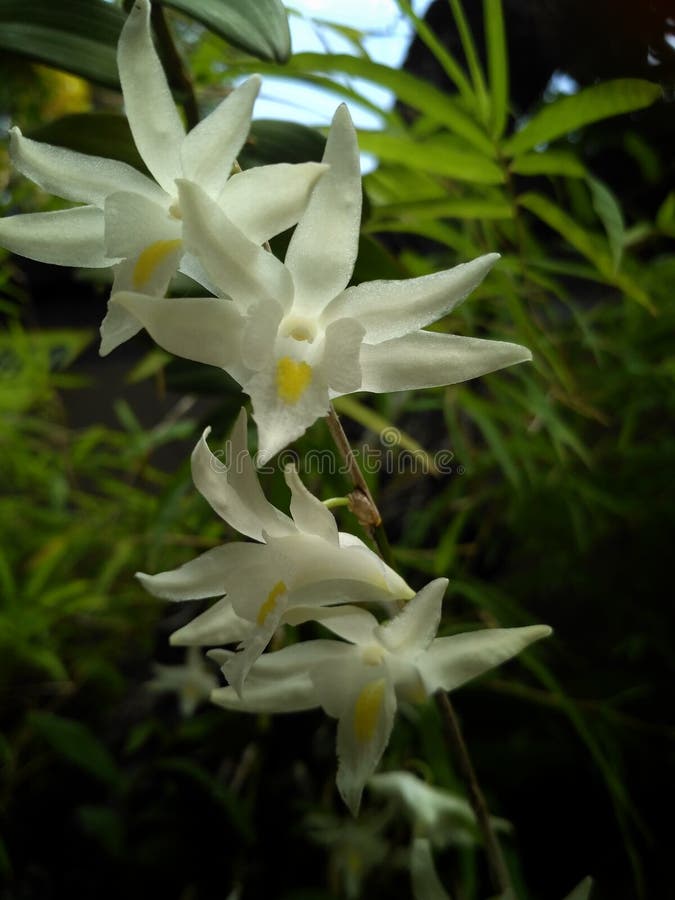 Orchid Flowers that Grows in the Tropical Forest, in Central Java ...