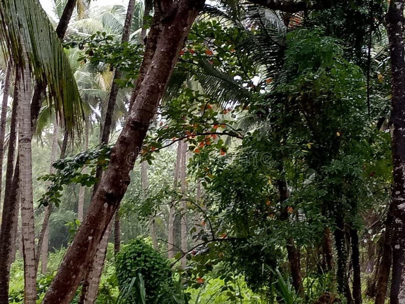 Forest out side stock photo. Image of side, sunlight - 196924568