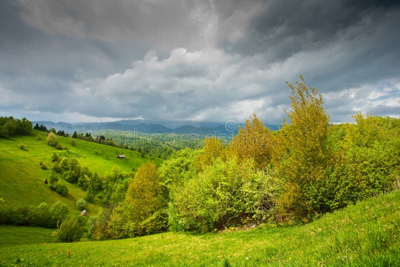Forest in an overcast day stock image. Image of green - 14364391