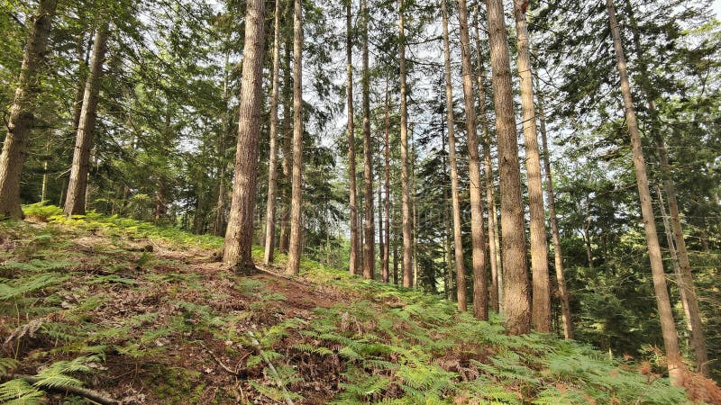Forest with an Overcast Sky Stock Photo - Image of trees, green: 289378458