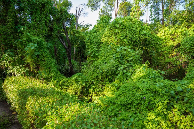Forest Overgrown with Dense Vegetation Stock Image - Image of beautiful ...